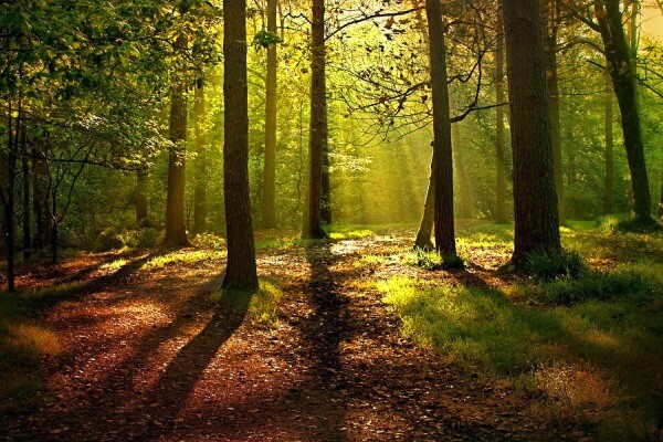 Bosques en España - Reforestación y Evolución | CurioSfera
