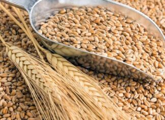 Historia de los Alimentos y Bebidas ️Artículos Históricos